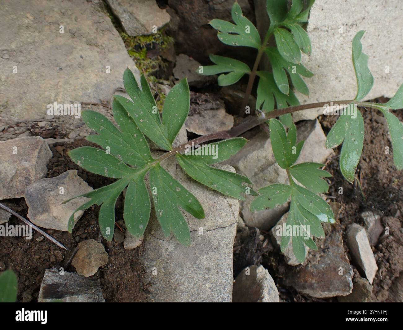 ballhead waterleaf (Hydrophyllum capitatum Stock Photo - Alamy