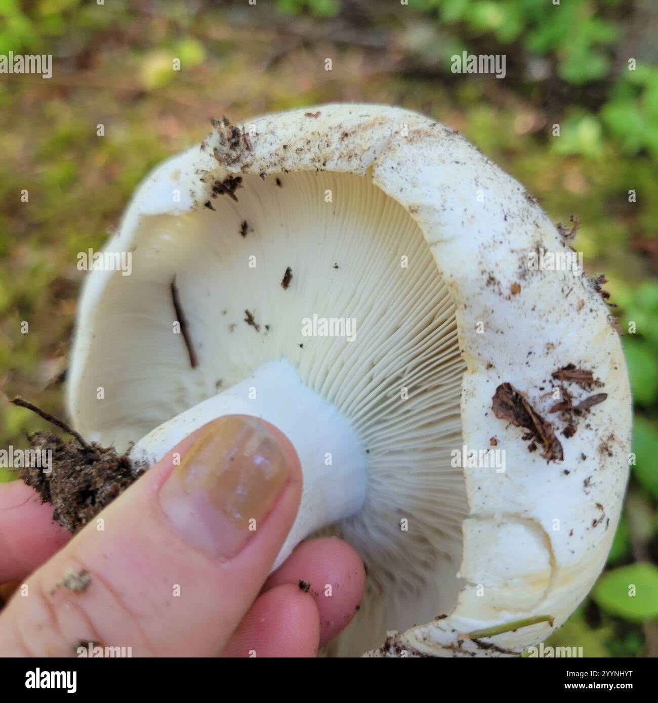Short-stemmed Russula (Russula brevipes Stock Photo - Alamy