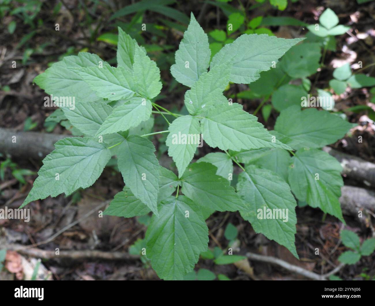 black raspberry (Rubus occidentalis Stock Photo - Alamy