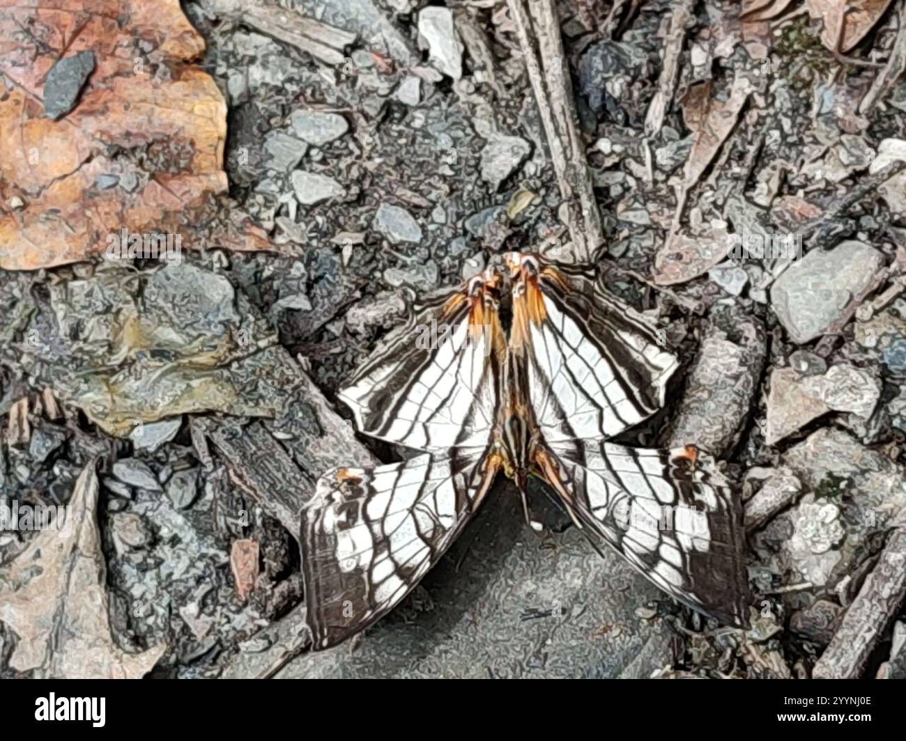 Common Mapwing (Cyrestis thyodamas Stock Photo - Alamy