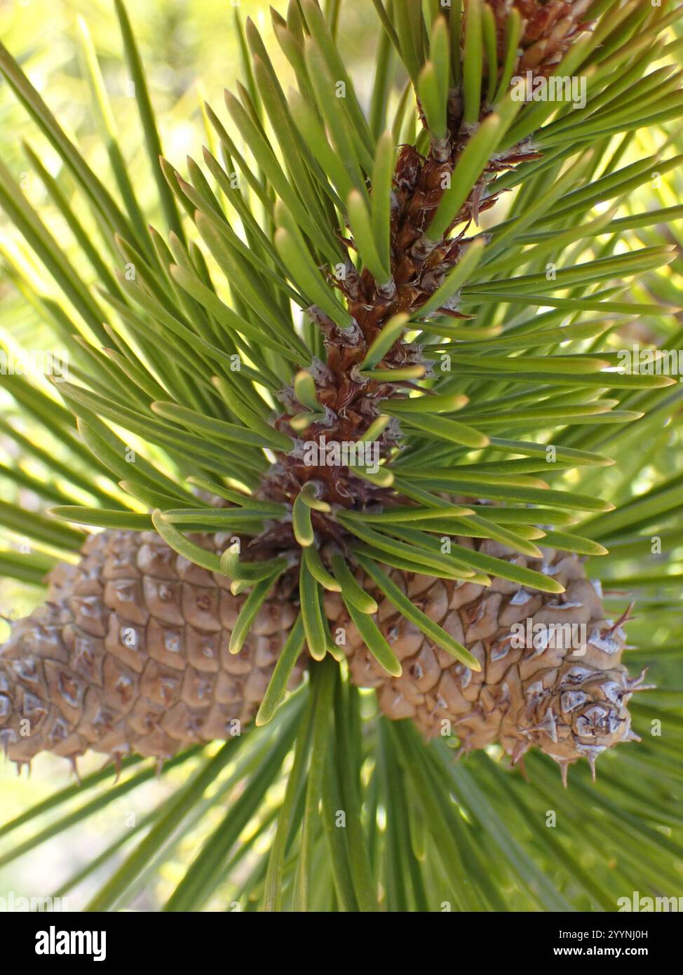 Interior Lodgepole Pine (Pinus contorta latifolia Stock Photo - Alamy