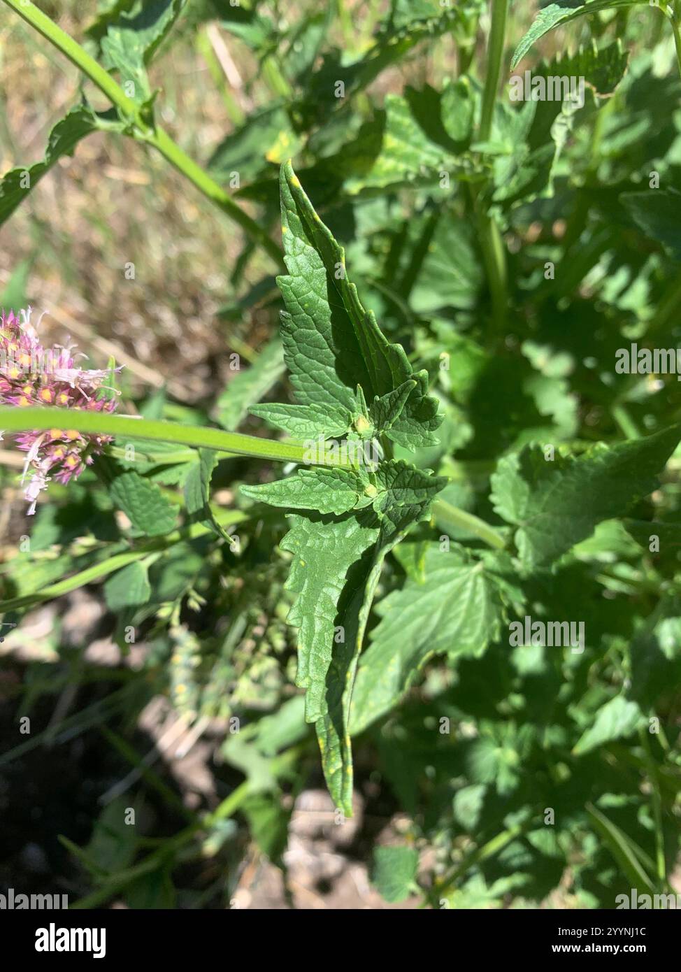 nettle-leaf giant hyssop (Agastache urticifolia Stock Photo - Alamy