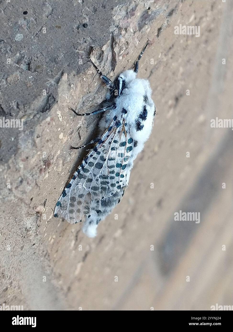 Wood Leopard Moth (Zeuzera pyrina Stock Photo - Alamy