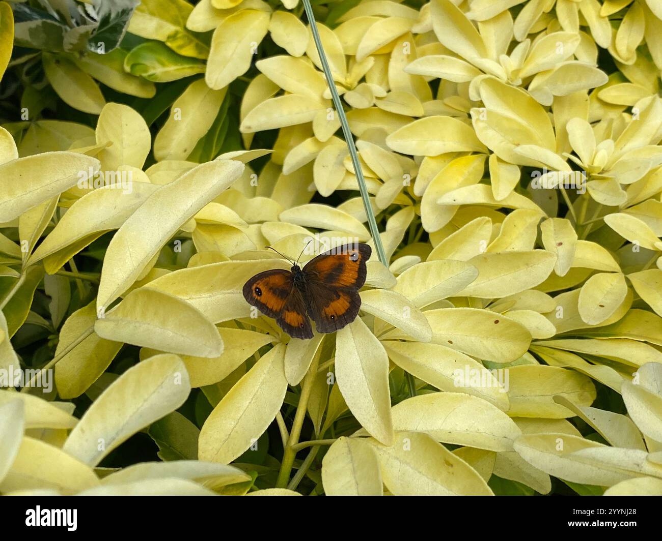 Gatekeeper (Pyronia tithonus Stock Photo - Alamy