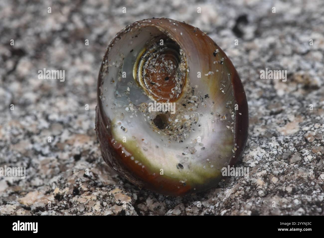 Dusky Tegula (Tegula pulligo Stock Photo - Alamy
