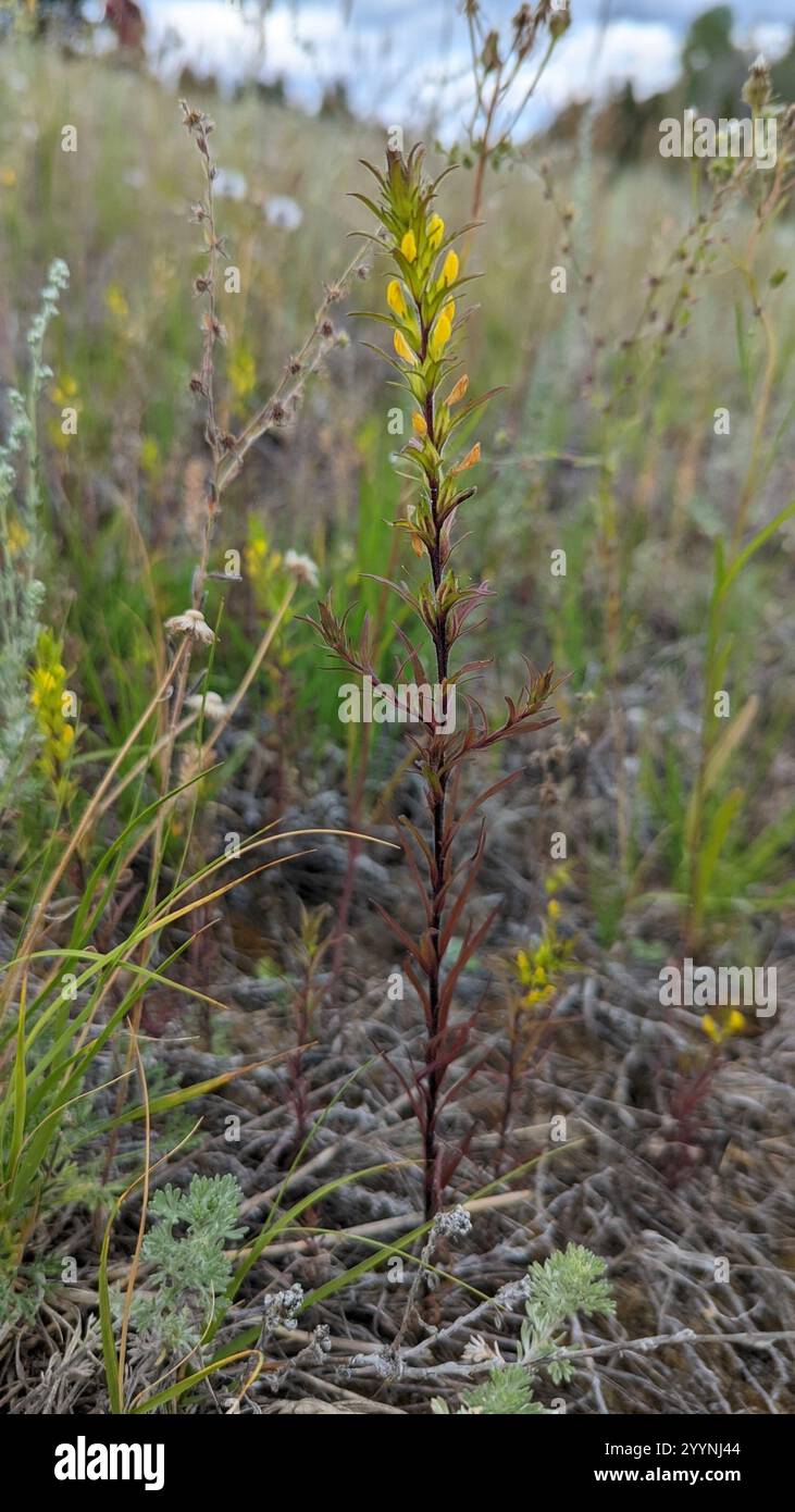 Orthocarpus luteus hi-res stock photography and images - Alamy
