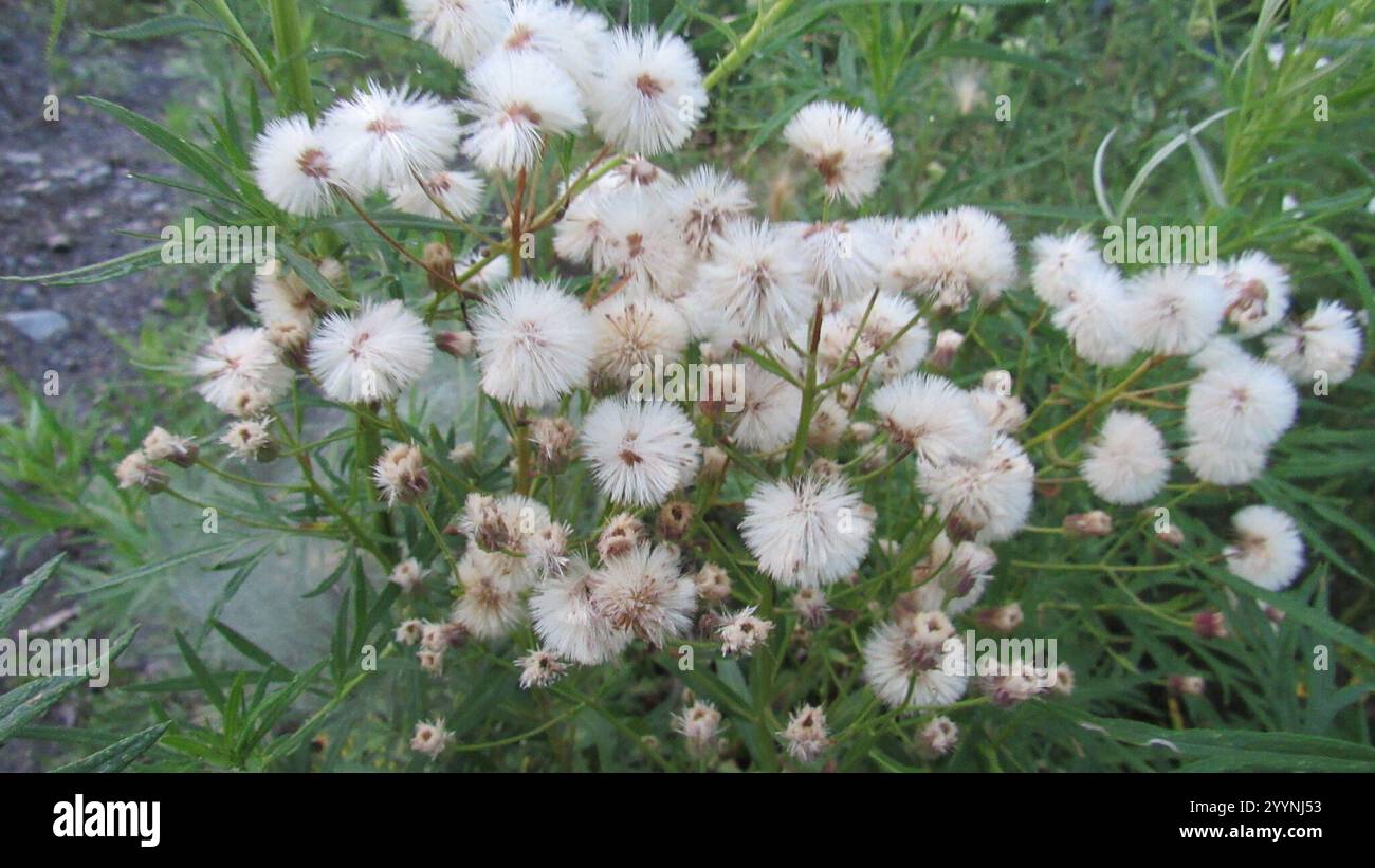 Hoary Ragwort (Jacobaea erucifolia Stock Photo - Alamy
