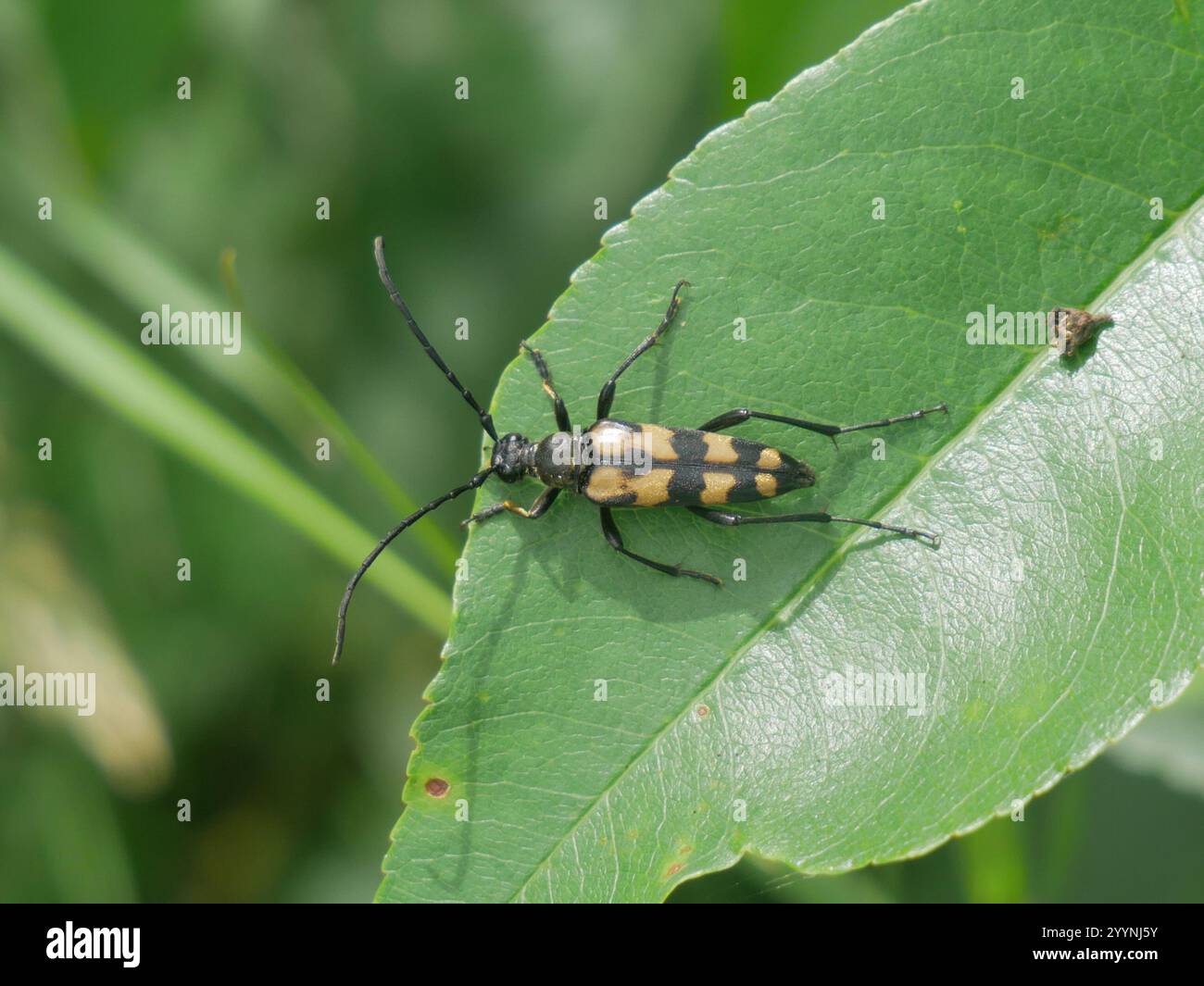 four-banded longhorn beetle (Leptura quadrifasciata Stock Photo - Alamy