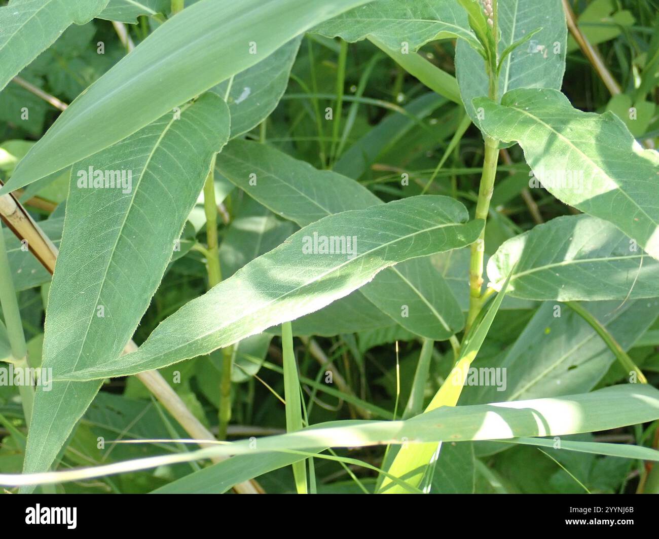 water smartweed (Persicaria amphibia Stock Photo - Alamy