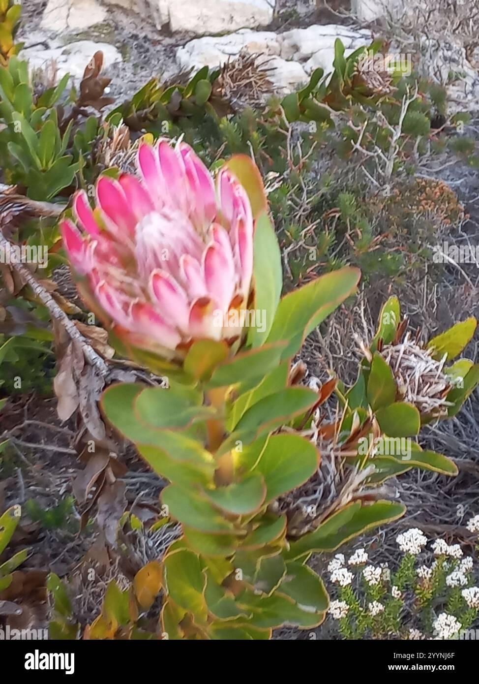 Bot River Sugarbush (Protea compacta Stock Photo - Alamy