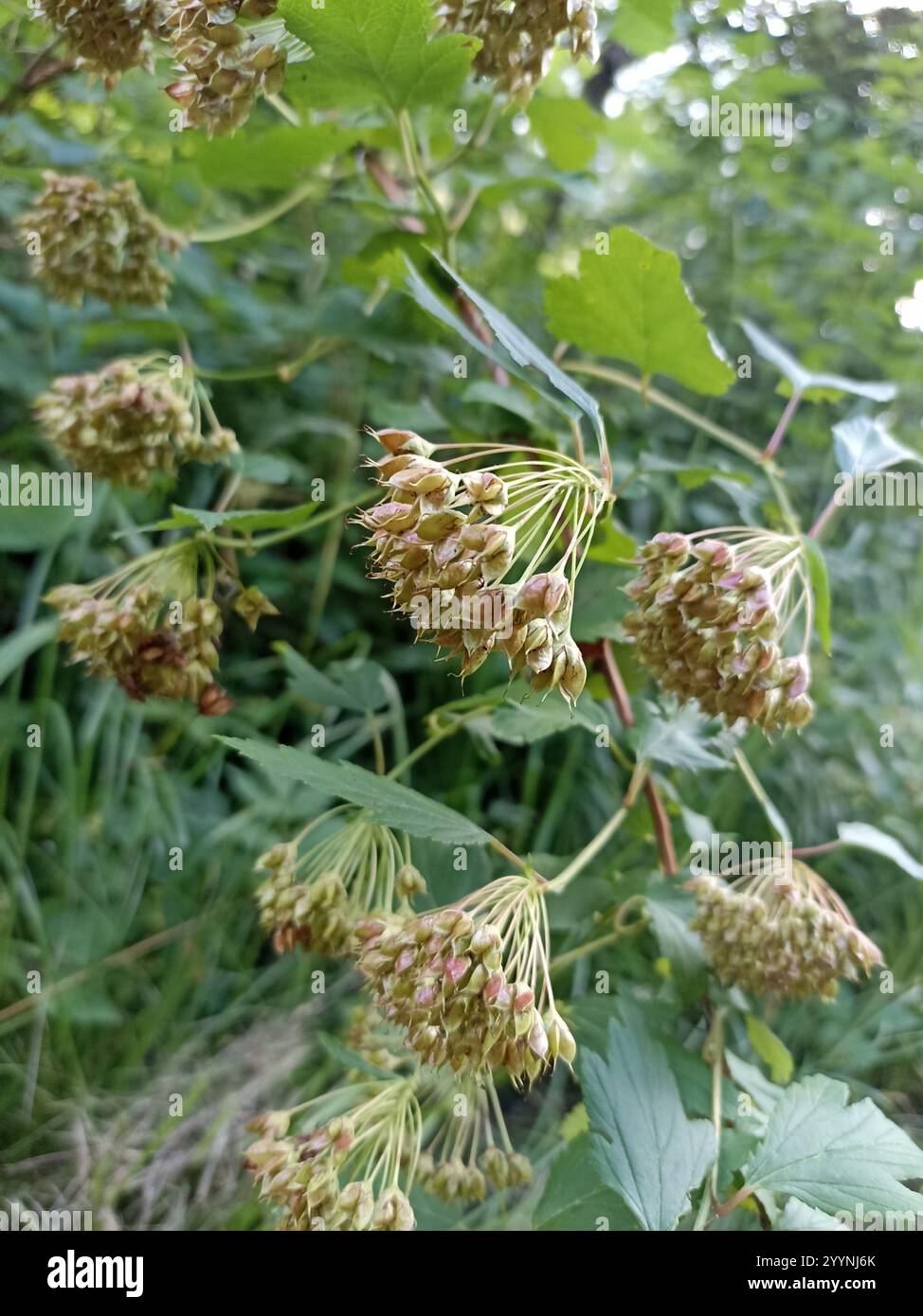 common ninebark (Physocarpus opulifolius Stock Photo - Alamy