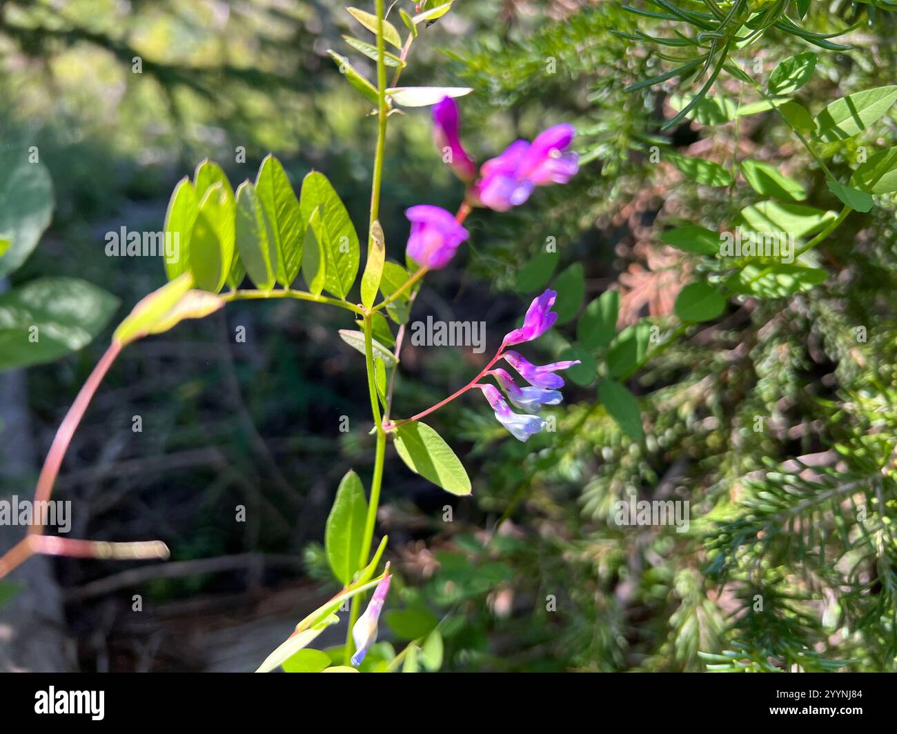 American vetch (Vicia americana Stock Photo - Alamy