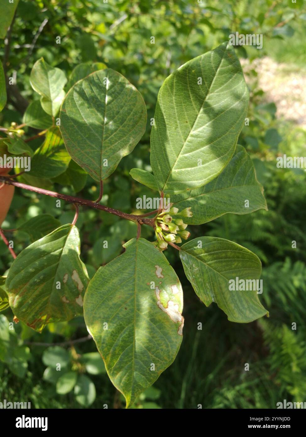 alder buckthorn (Frangula alnus Stock Photo - Alamy