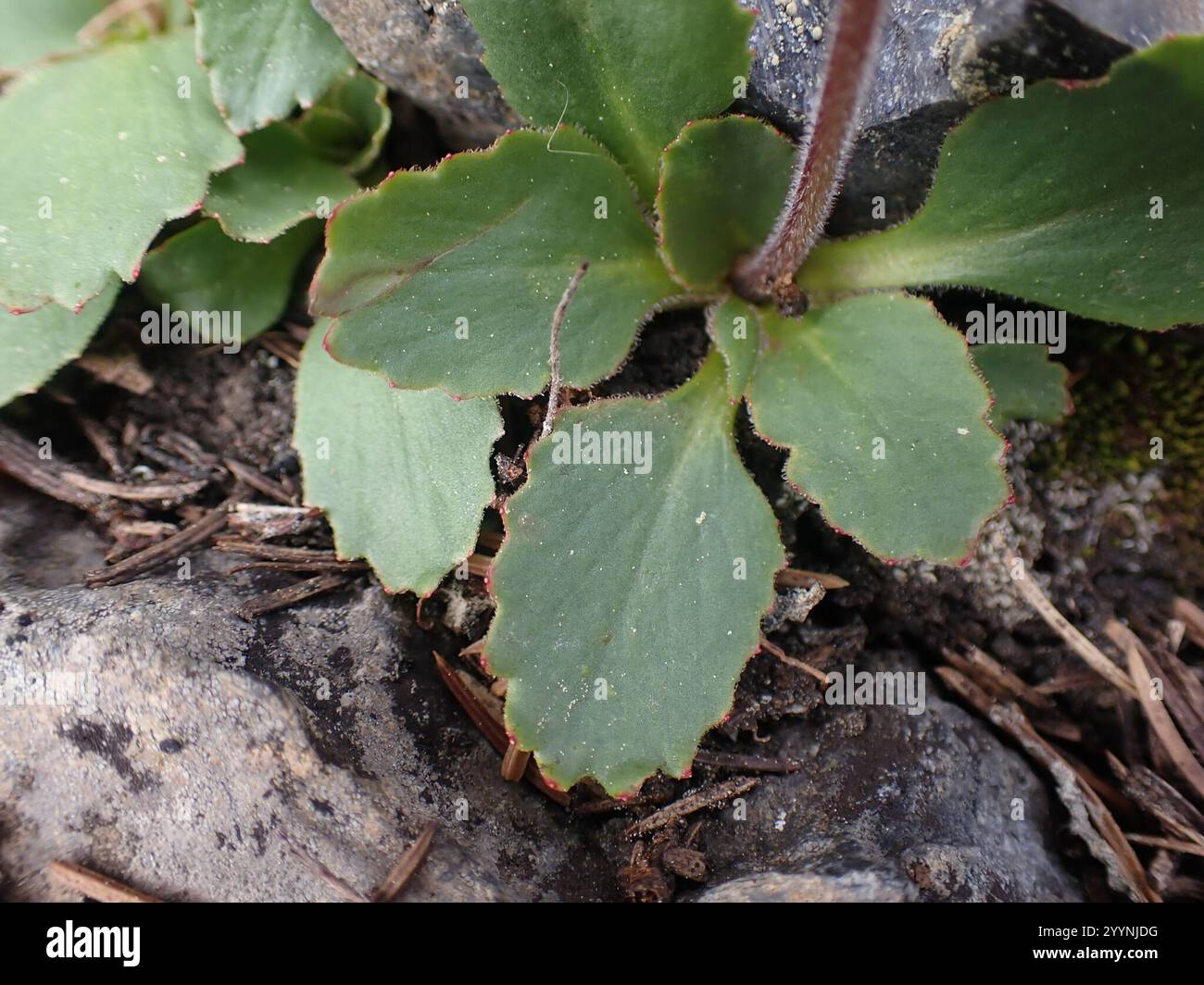 Western Saxifrage (Micranthes occidentalis Stock Photo - Alamy