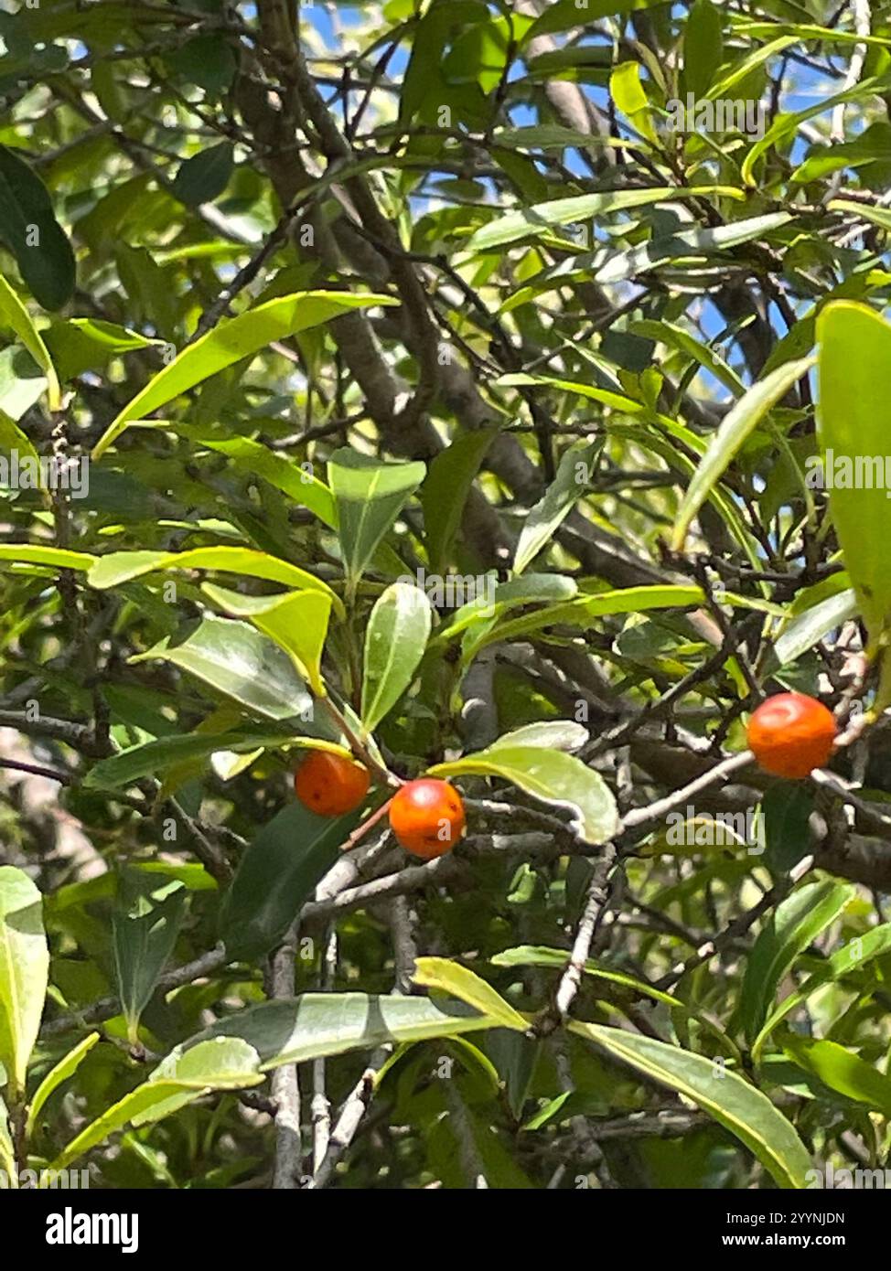 Red-fruited Olive Plum (Elaeodendron australe Stock Photo - Alamy