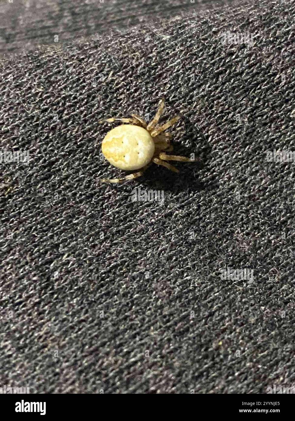 Four-spot Orbweaver (Araneus quadratus Stock Photo - Alamy