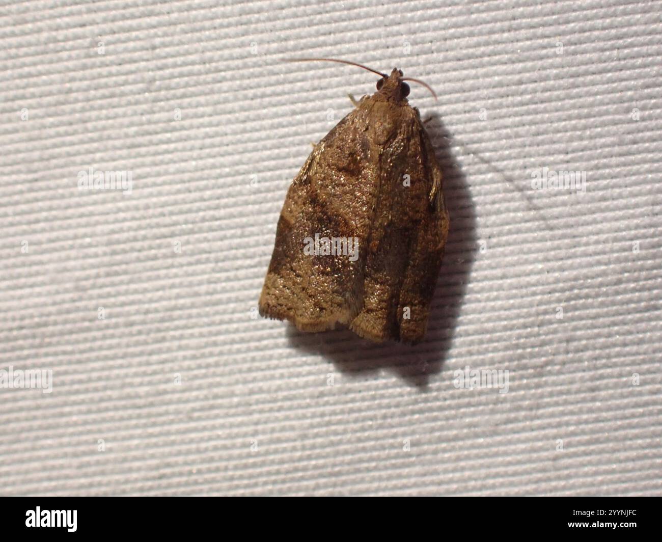Rose Tortrix Moth (Archips rosana Stock Photo - Alamy