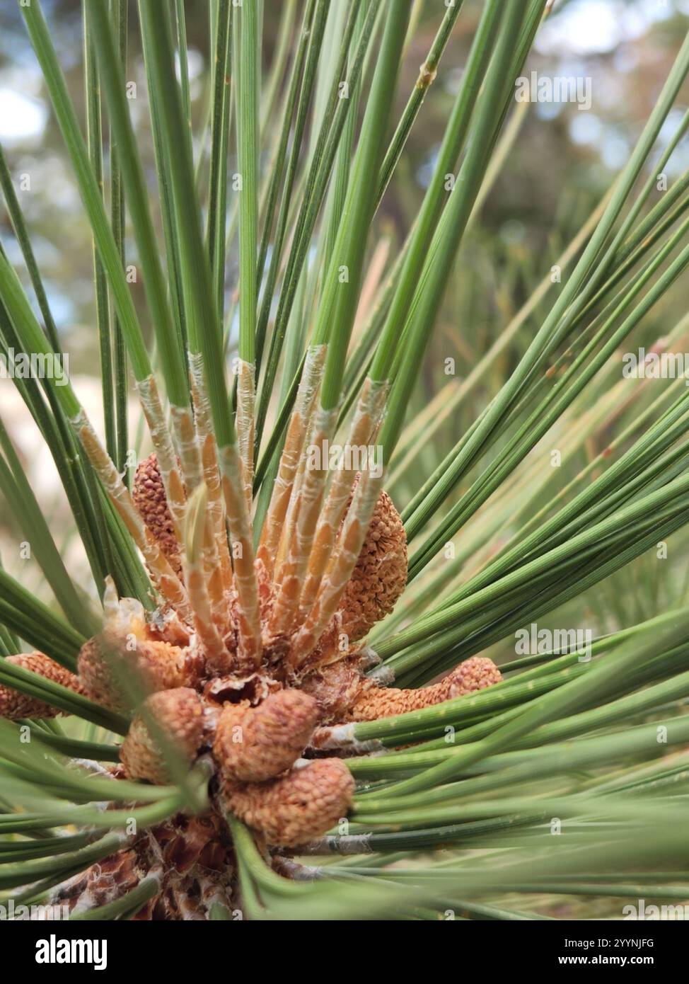 Jeffrey pine (Pinus jeffreyi Stock Photo - Alamy