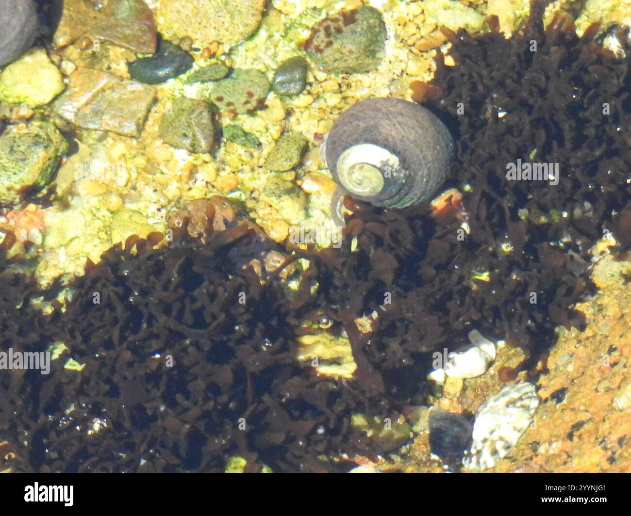 Black Tegula (Tegula funebralis Stock Photo - Alamy