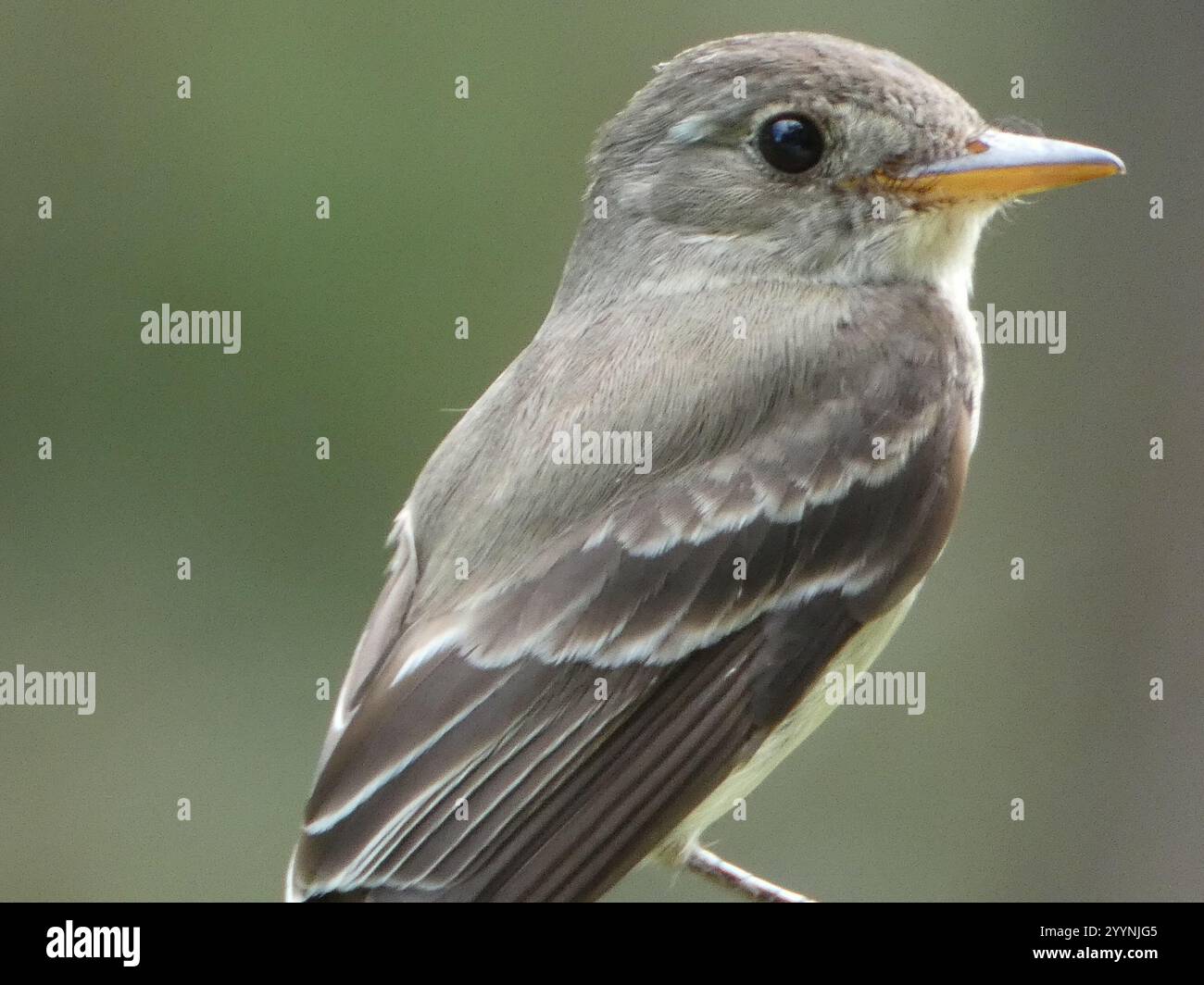 Eastern Wood-Pewee (Contopus virens Stock Photo - Alamy
