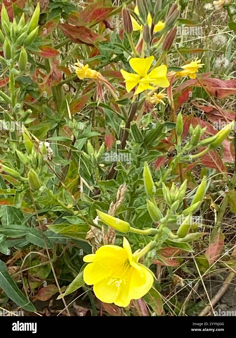 tall evening primrose (Oenothera elata Stock Photo - Alamy