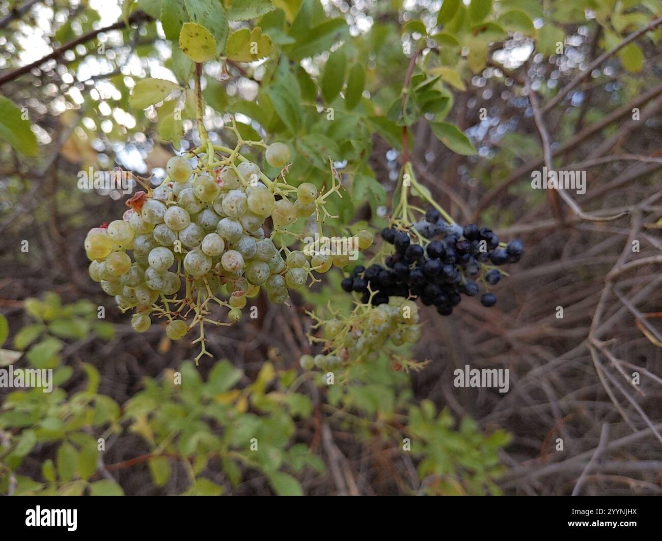 blue elder (Sambucus cerulea Stock Photo - Alamy