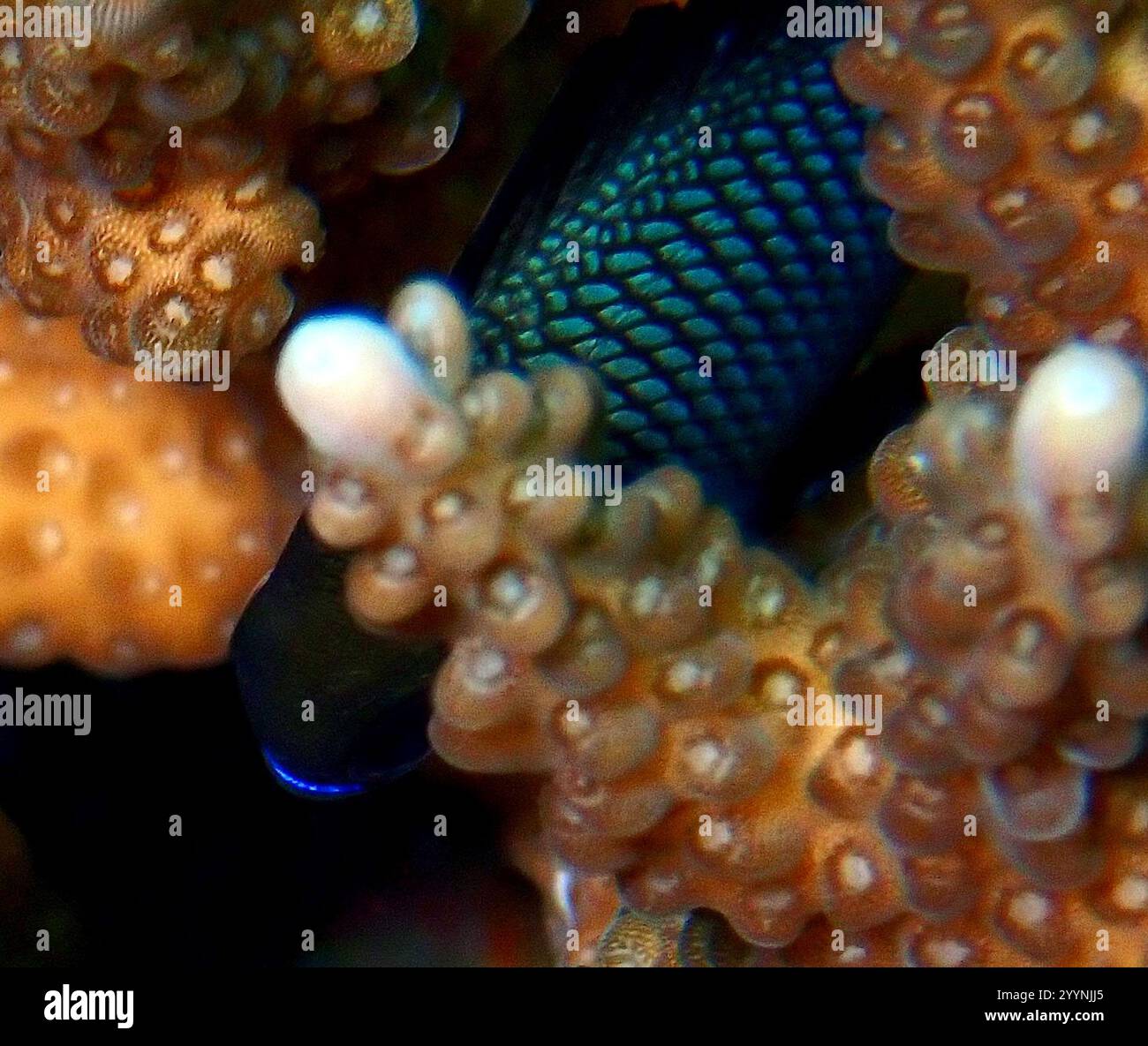 Reticulated Damselfish (Dascyllus reticulatus Stock Photo - Alamy