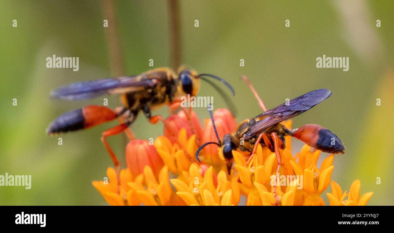 Great Golden Digger Wasp (Sphex ichneumoneus Stock Photo - Alamy