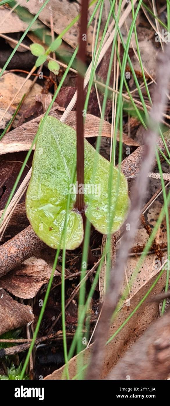 Pixie caps hi-res stock photography and images - Alamy