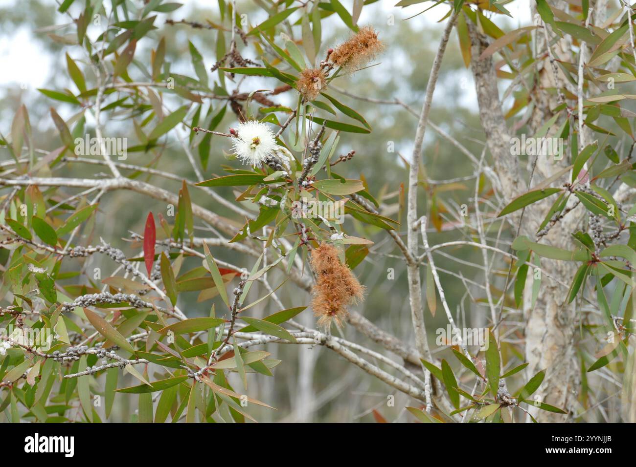 Broad-leaved paperbark (Melaleuca quinquenervia Stock Photo - Alamy