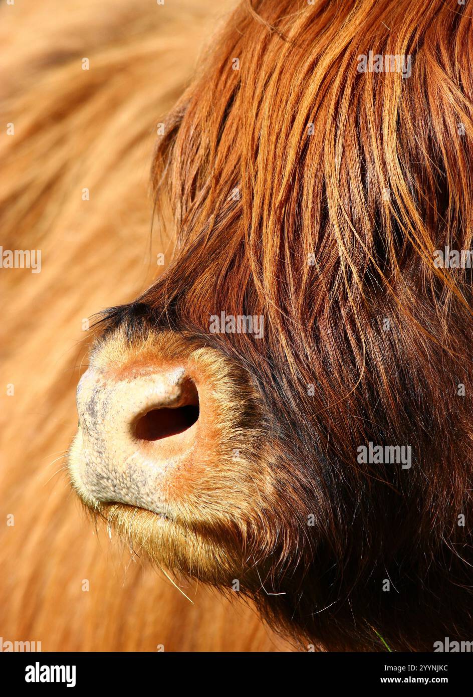 A detailed close-up of a Highland cow´s face, highlighting its coarse ...