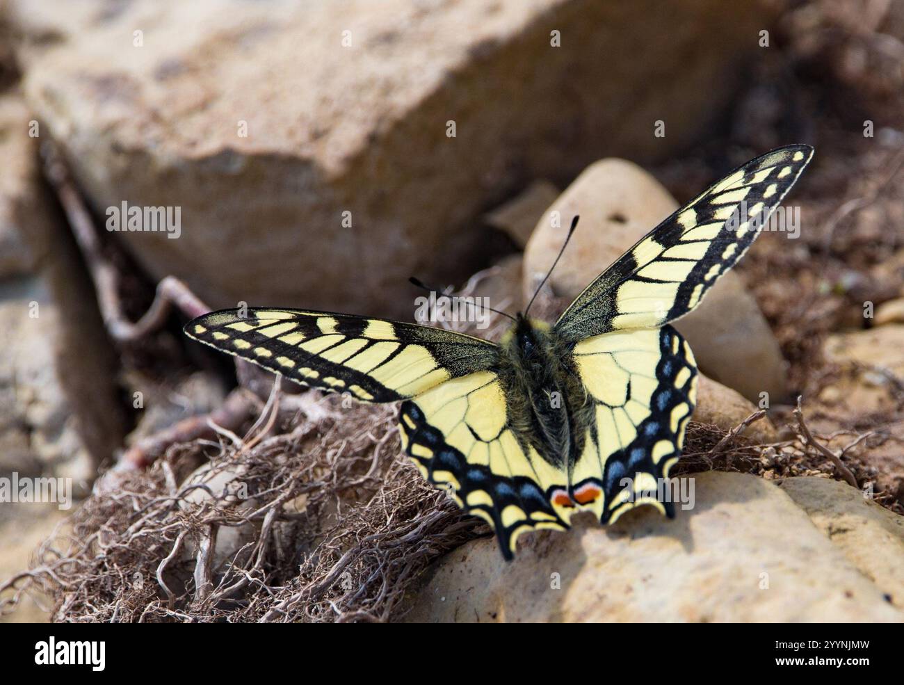 Old World Swallowtail (Papilio machaon Stock Photo - Alamy