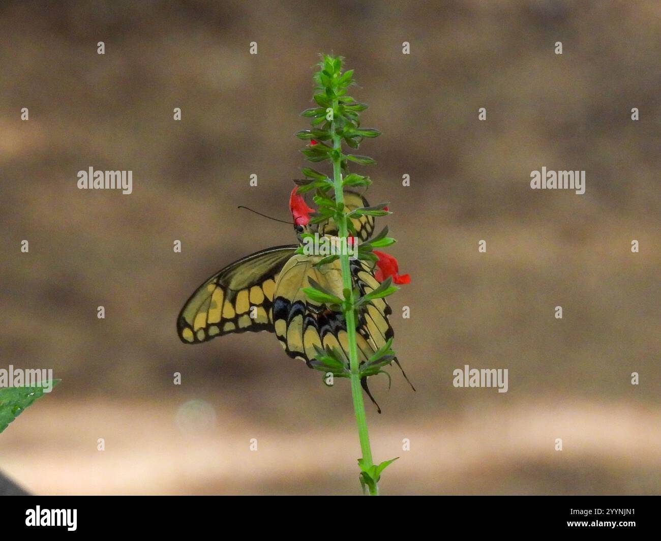 Eastern Giant Swallowtail (Heraclides cresphontes Stock Photo - Alamy