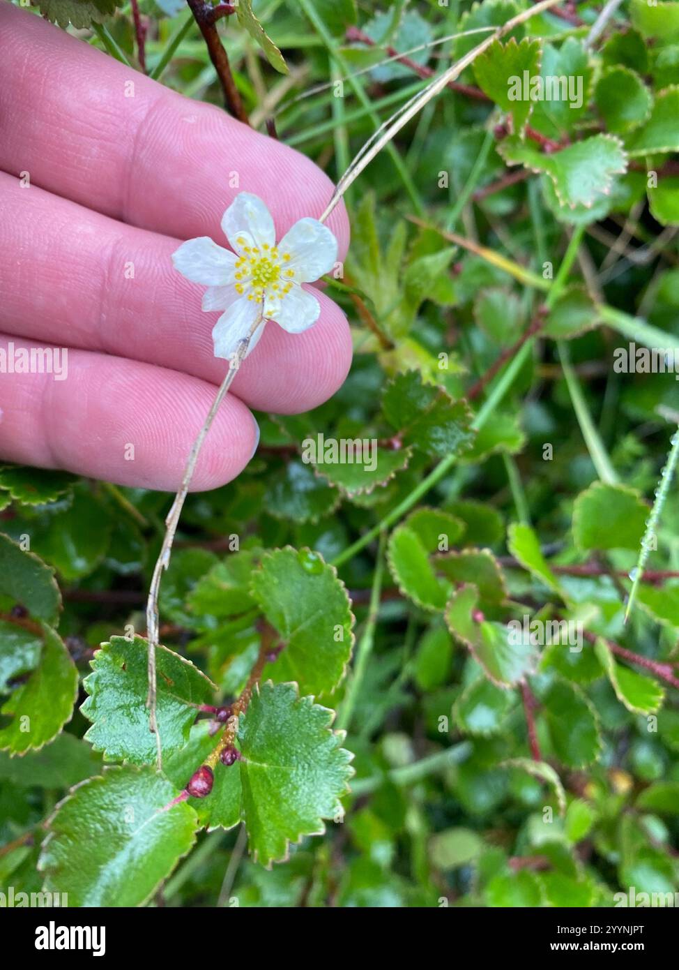 beach strawberry (Fragaria chiloensis Stock Photo - Alamy