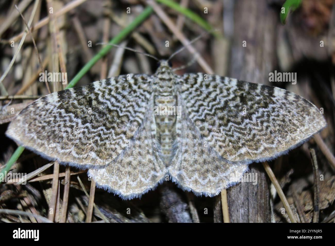 Cherry Scallop Shell Moth (Hydria prunivorata Stock Photo - Alamy