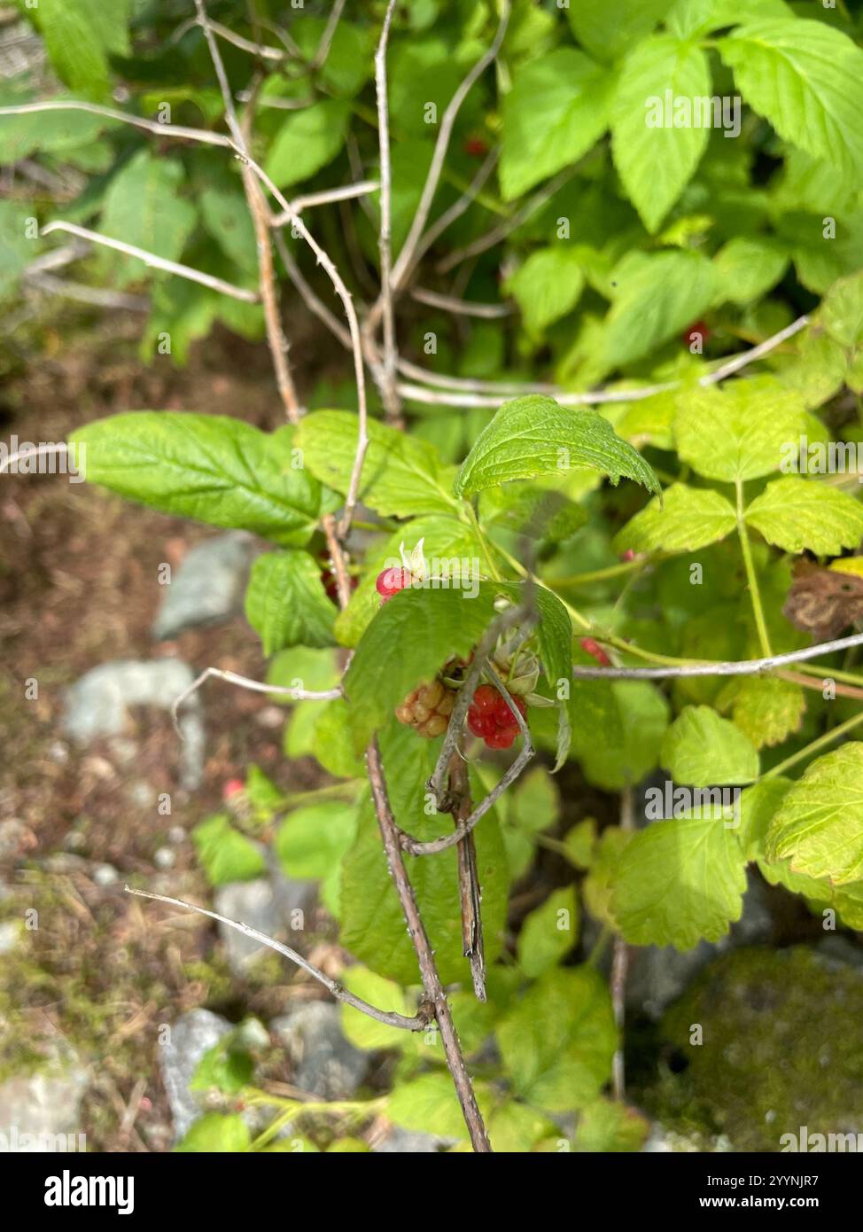 red raspberry (Rubus idaeus Stock Photo - Alamy