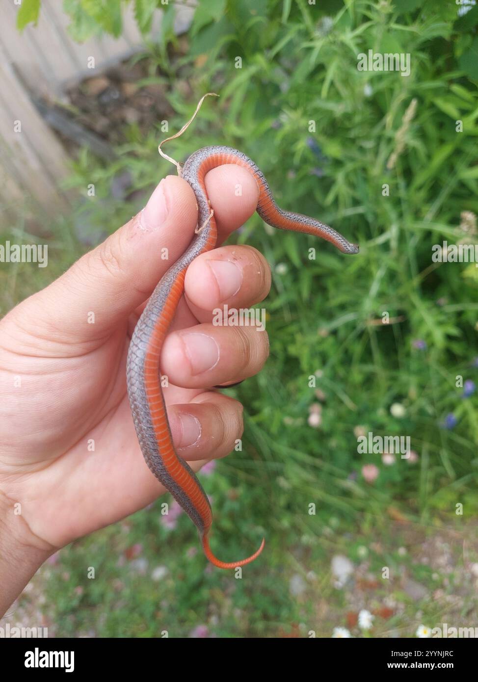 Northern Redbelly Snake (Storeria occipitomaculata occipitomaculata ...
