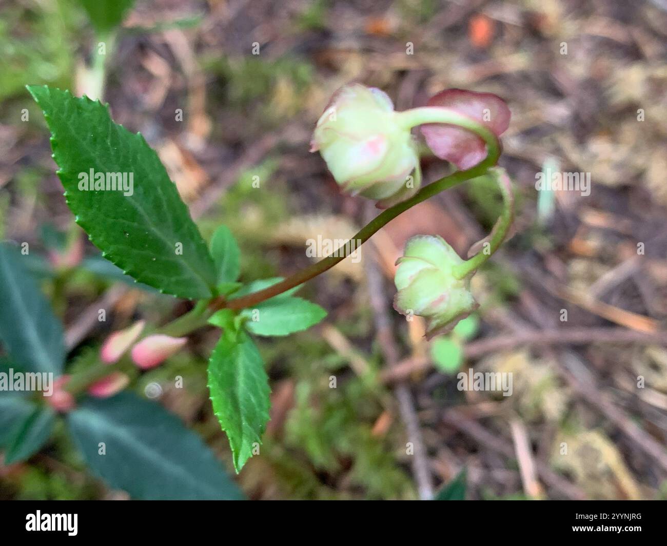 Little Prince's Pine (Chimaphila menziesii Stock Photo - Alamy
