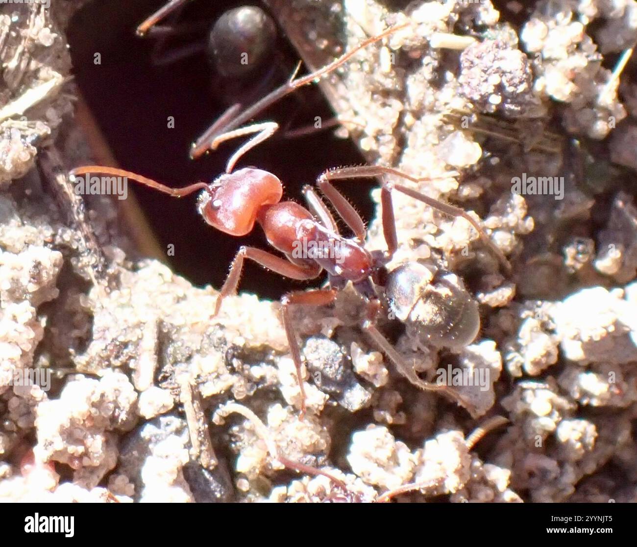 Southern Meat Ant (Iridomyrmex purpureus Stock Photo - Alamy