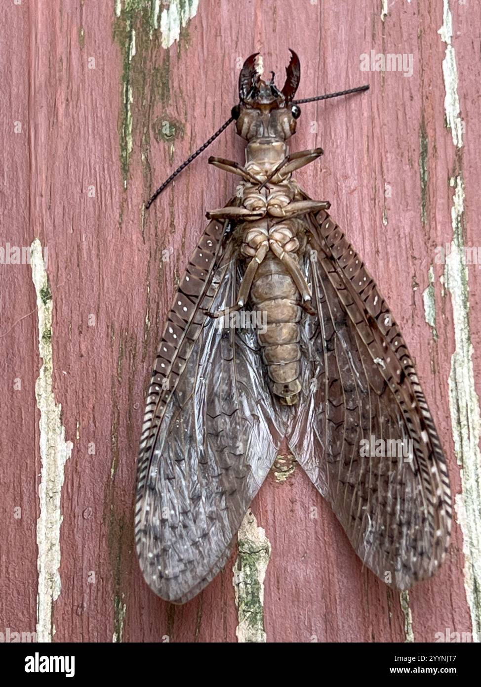Eastern Dobsonfly (Corydalus cornutus Stock Photo - Alamy