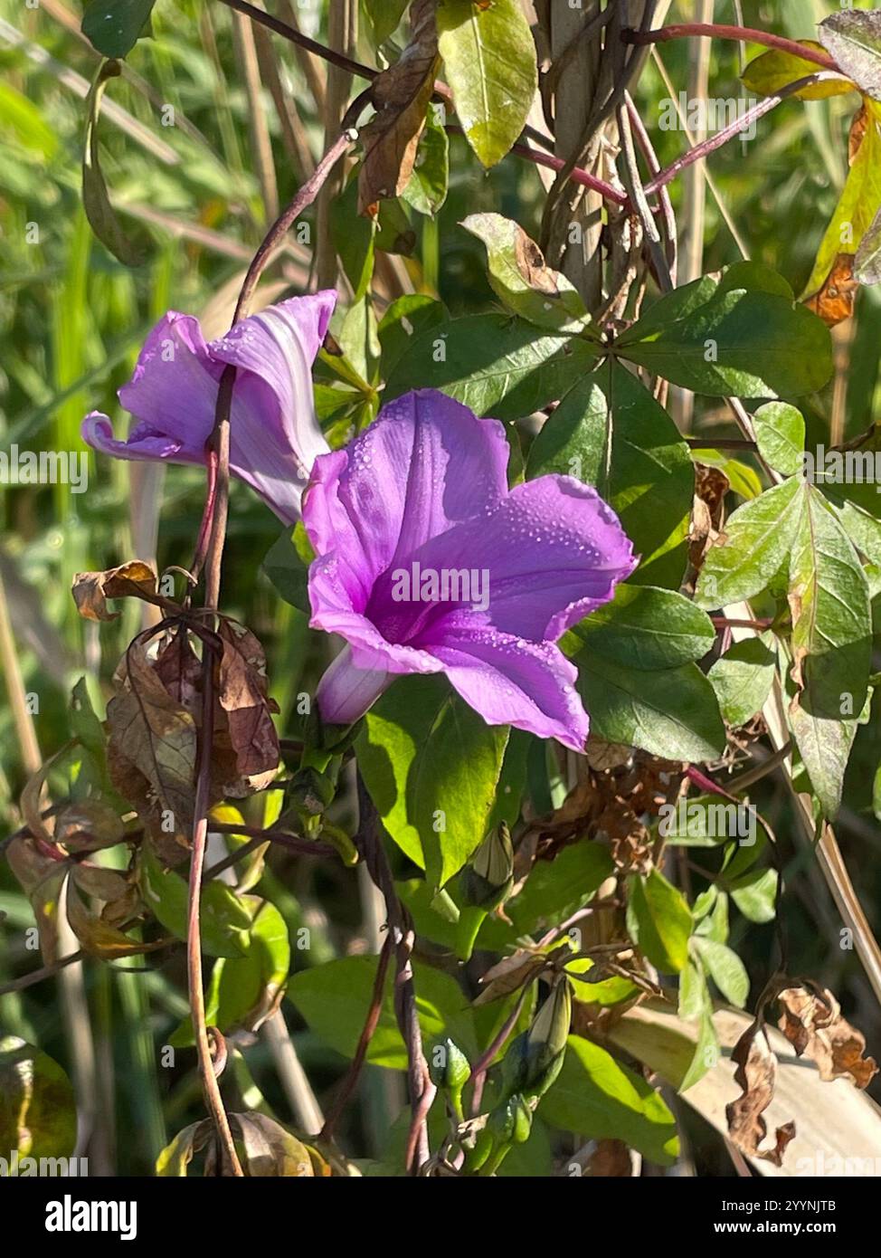 Mile minute vine ipomoea hi-res stock photography and images - Alamy