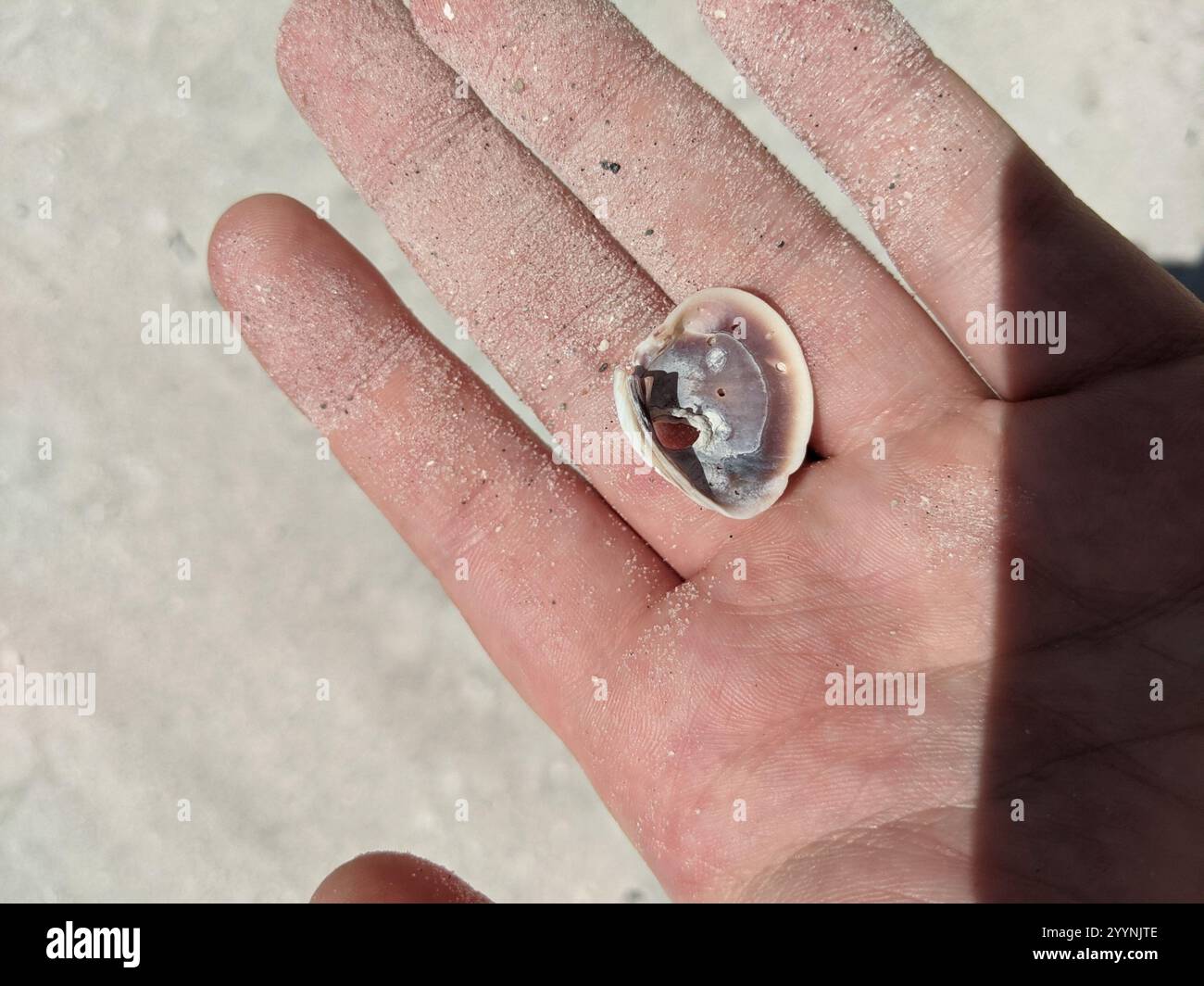 Cross-barred Venus (Chione elevata Stock Photo - Alamy