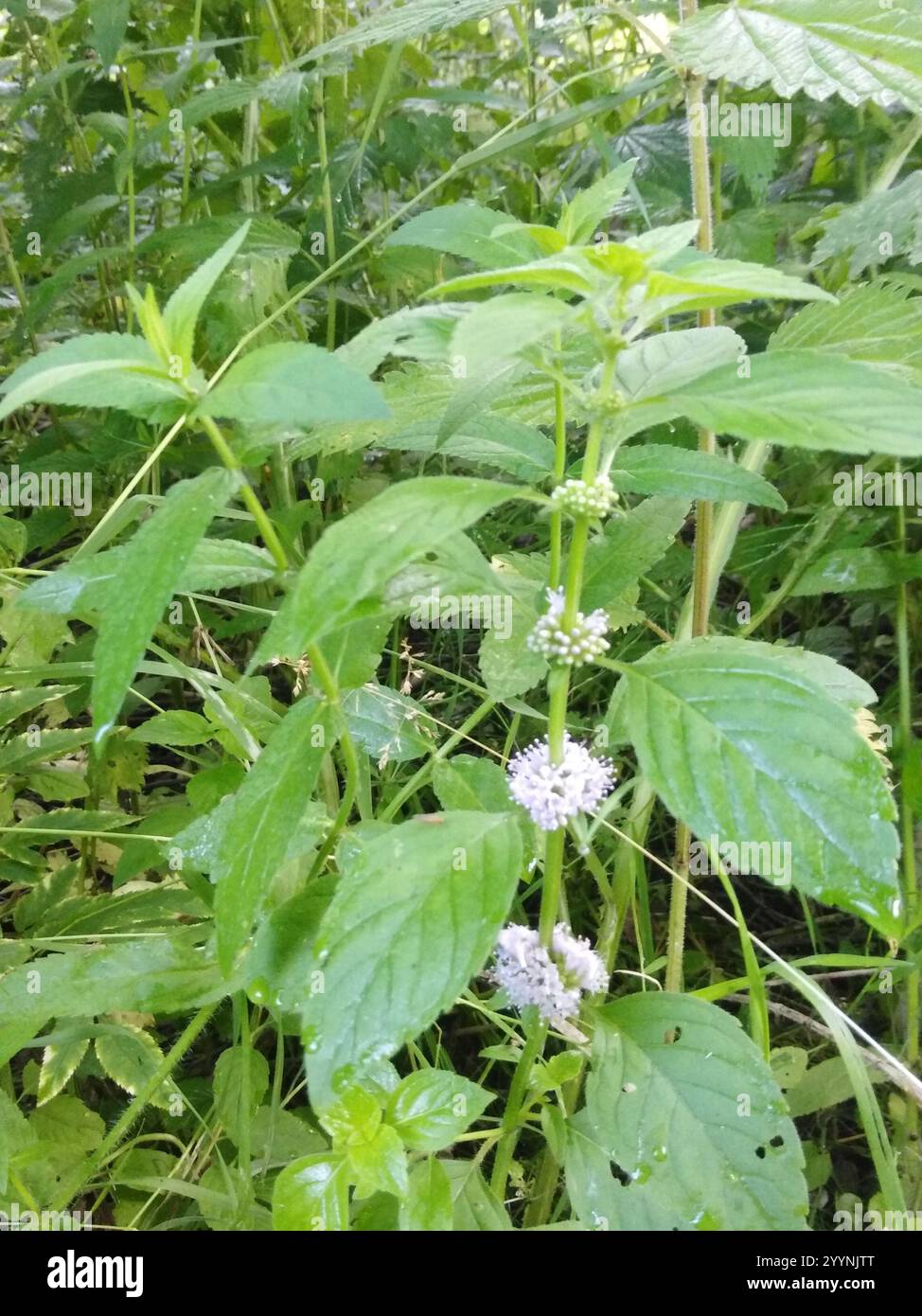 corn mint (Mentha arvensis Stock Photo - Alamy