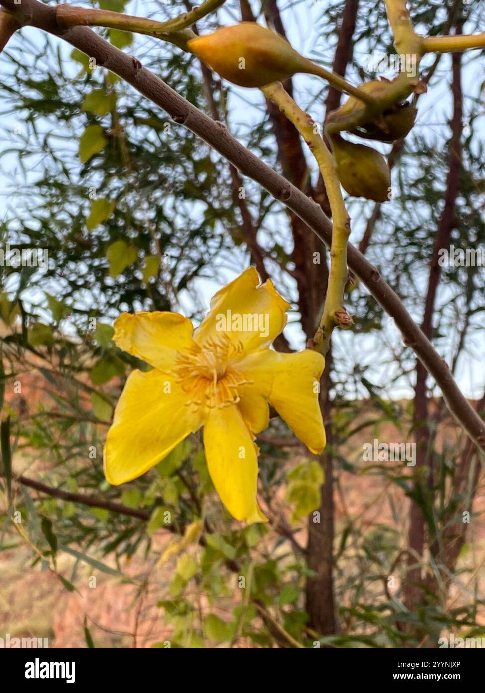 Yellow Kapok (Cochlospermum fraseri Stock Photo - Alamy