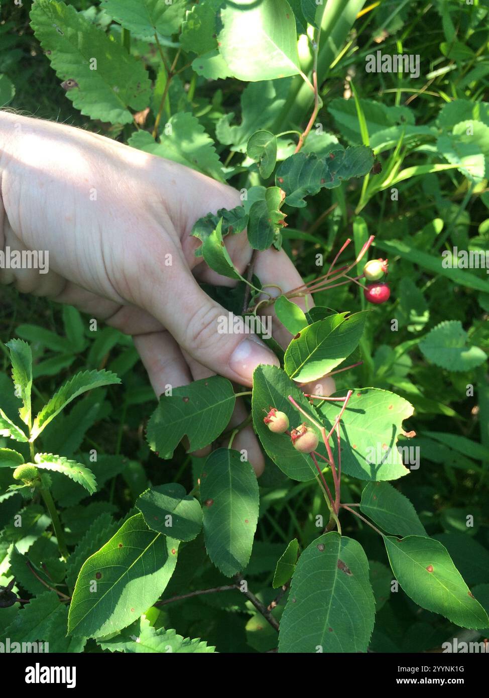 Running Serviceberry (Amelanchier stolonifera Stock Photo - Alamy