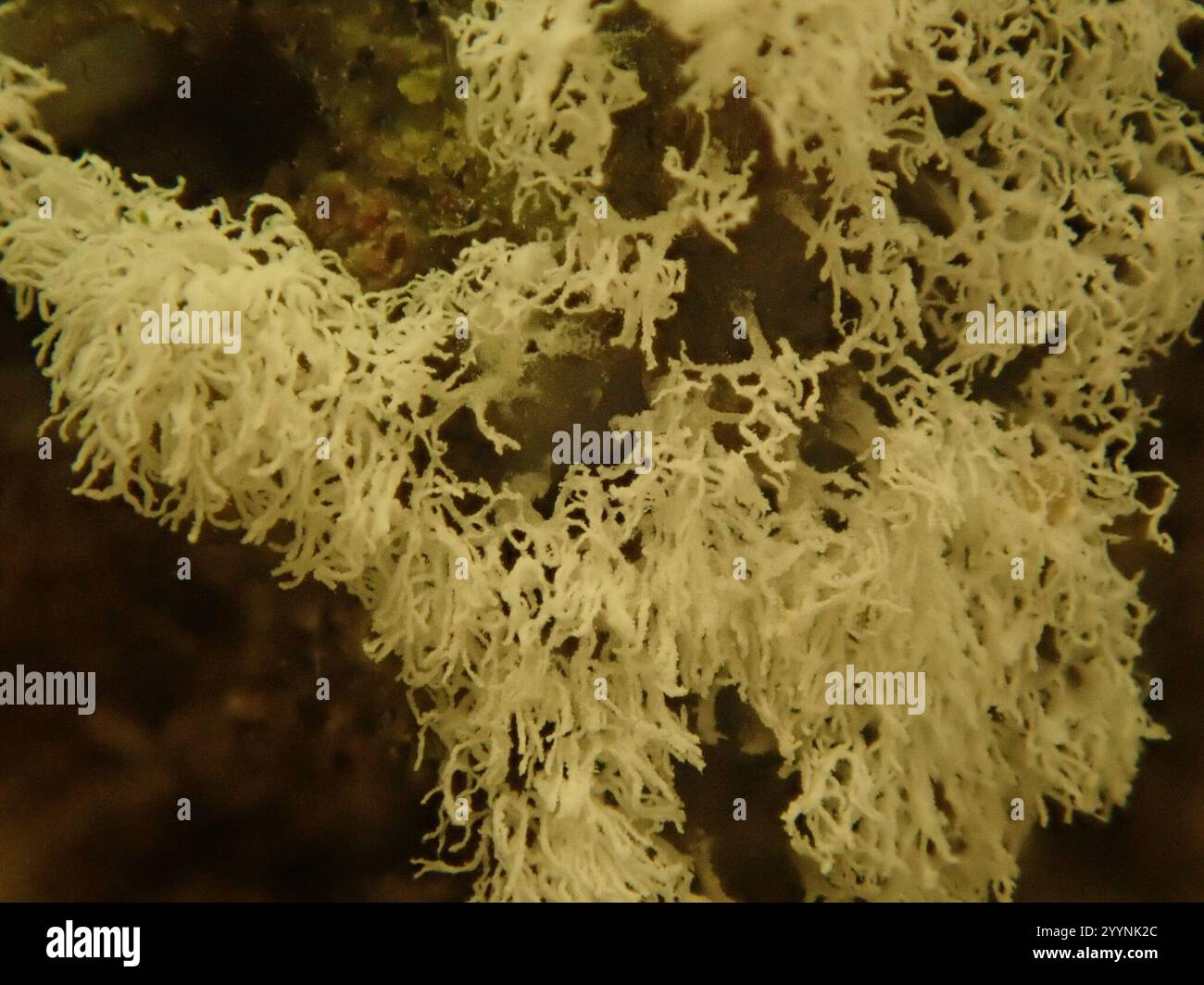 Common Coral Slime (Ceratiomyxa fruticulosa Stock Photo - Alamy