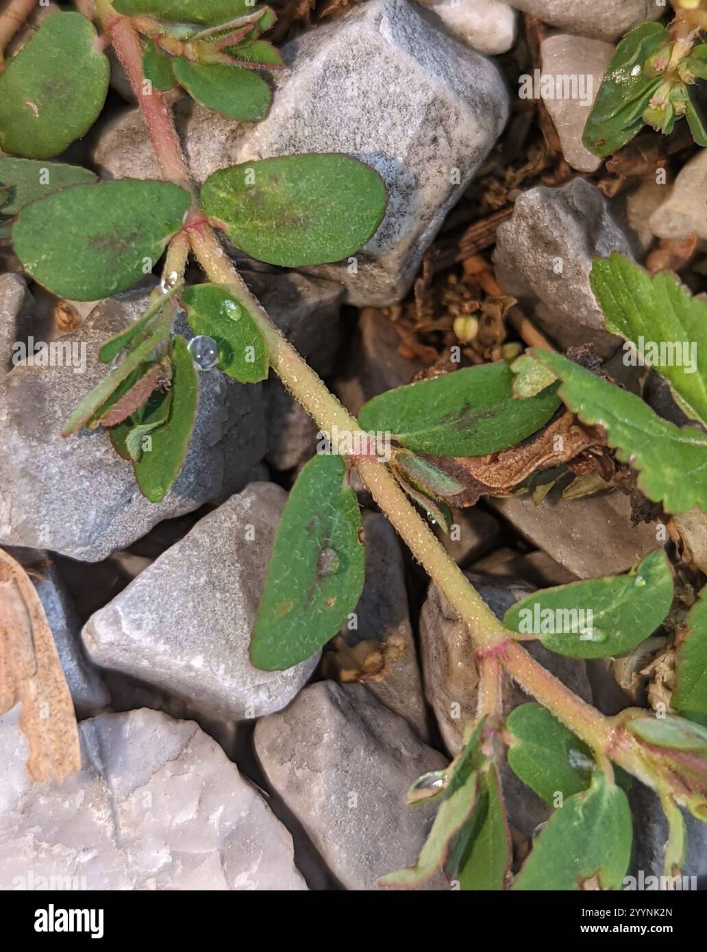 Spreading Broomspurge (Euphorbia humistrata Stock Photo - Alamy