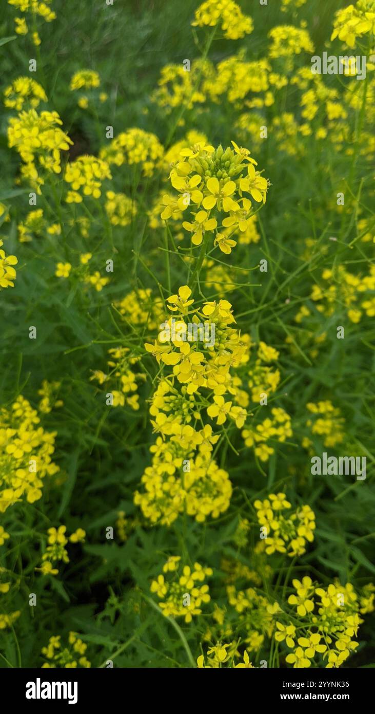False london rocket hi-res stock photography and images - Alamy
