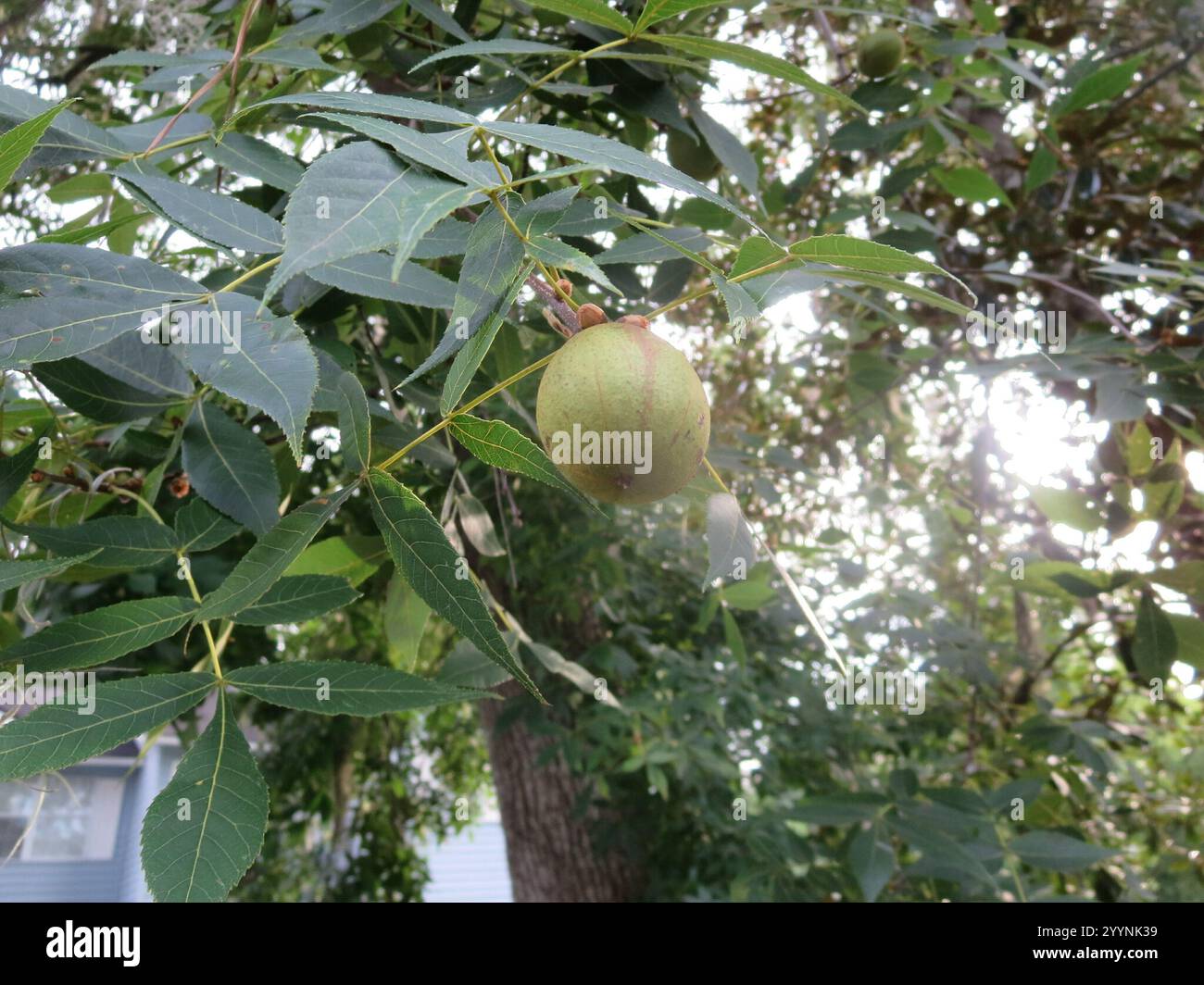 pignut hickory (Carya glabra Stock Photo - Alamy