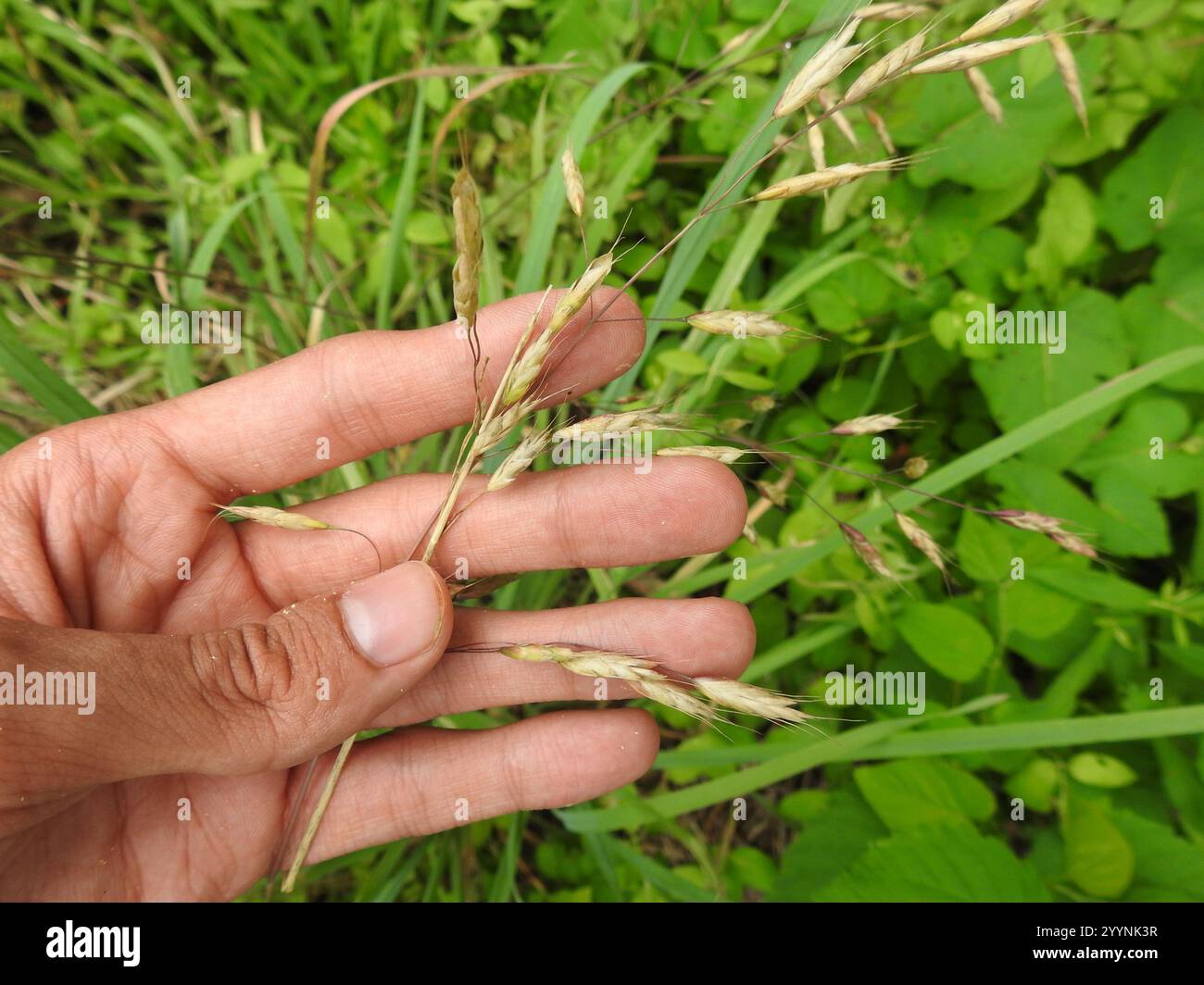 Japanese brome (Bromus japonicus Stock Photo - Alamy